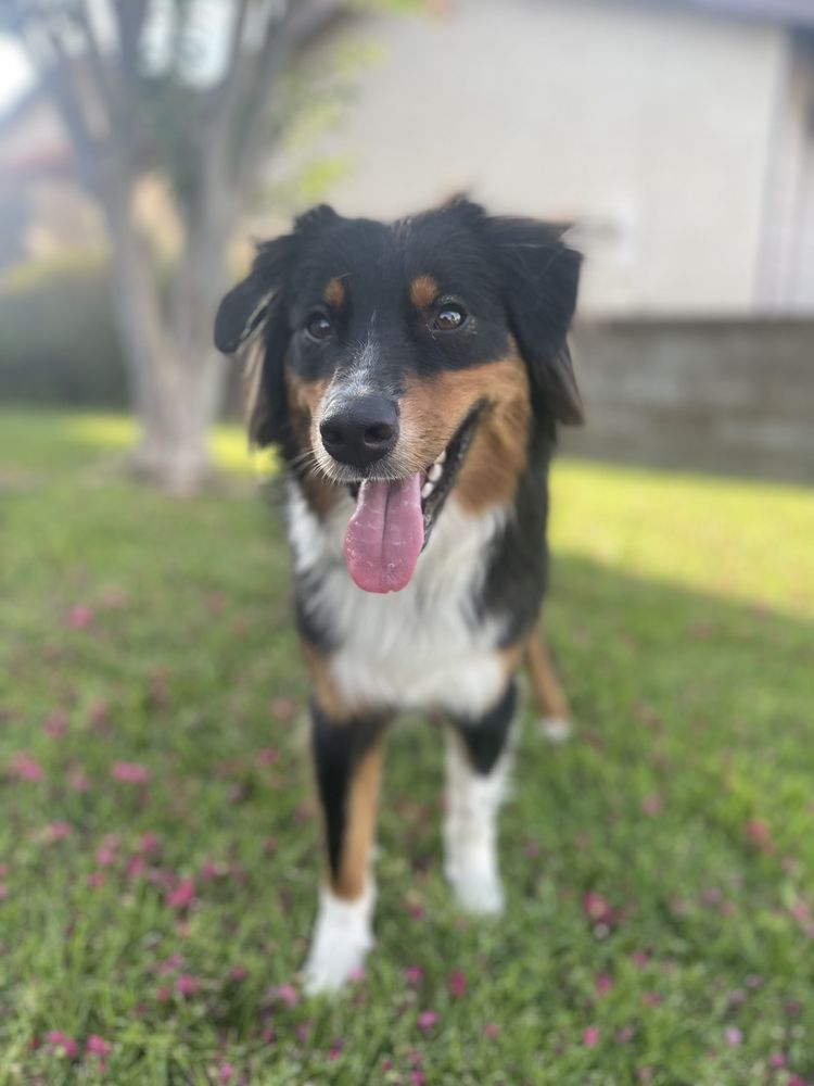 MENIFEE ANIMAL HOSPITAL - Updated July 2025 - 64 Photos & 382 Reviews ...