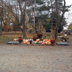 SCHAEFER FARMS - 97 Photos & 30 Reviews - 1051 County Rte 523 ...