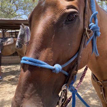 WESTCREEK TRAIL RIDES - Updated March 2025 - 101 Photos & 95 Reviews ...