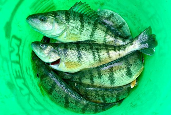 STEELWORKERS PARK - Updated January 2026 - 28 Photos - E 87th St ...