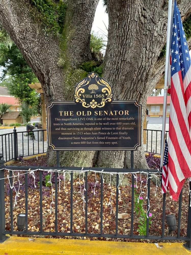 THE OLD SENATOR TREE - Updated August 2024 - 27 Photos & 11 Reviews ...