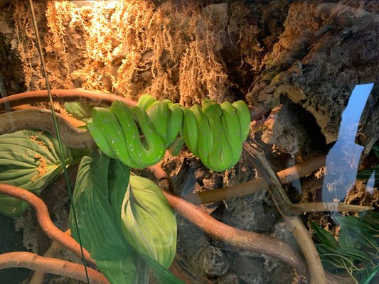 DFW REPTARIUM - 81 Photos & 75 Reviews - 2220 Coit Rd, Plano, Texas ...