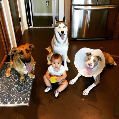 SIGNATURE K9 TRAINING ACADEMY - Updated July 2025 - 17 Photos & 25 ...