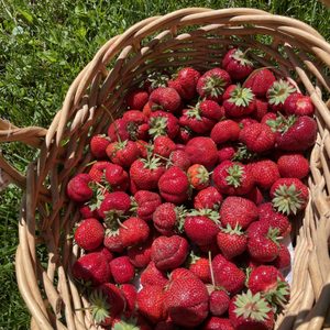 STYER ORCHARD - Updated July 2025 - 83 Photos & 59 Reviews - 97 Styers ...