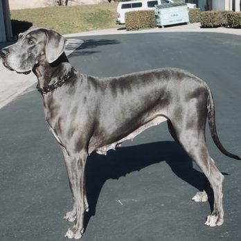 SLATON VETERINARY HOSPITAL - Updated May 2025 - 95 Photos & 162 Reviews ...