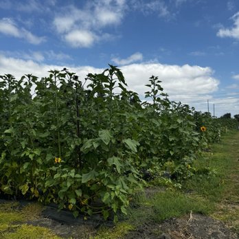 HANA FIELD BY TANAKA FARMS - TEMP. CLOSED - Updated September 2025 ...