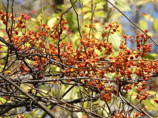 BILL YECK PARK - Updated December 2025 - 135 Photos & 12 Reviews - 2230 ...