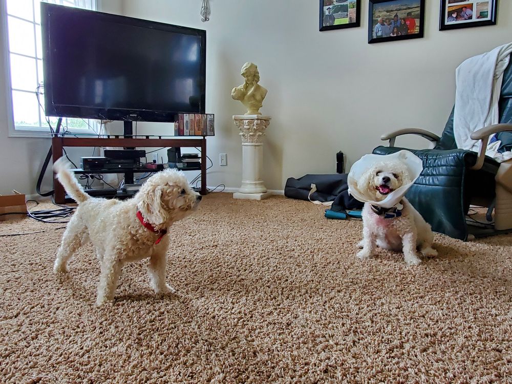 APRIL’S PET CARE SERVICES - Updated March 2025 - 23 Photos - Rolla ...