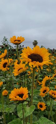 HANA FIELD BY TANAKA FARMS - Updated May 2024 - 301 Photos & 141 ...