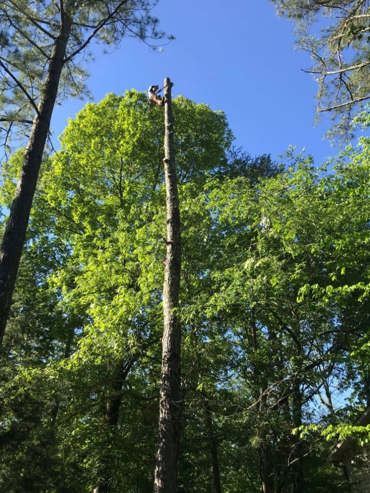TANKERSLEY TREE SERVICE - Blue Ridge, Georgia - Tree Services - Phone ...