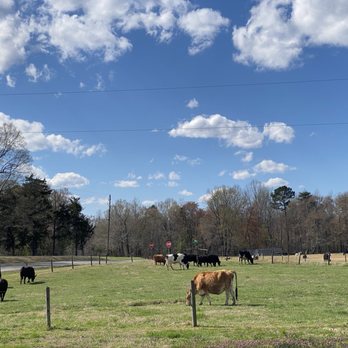 HOMELAND CREAMERY - Updated December 2025 - 62 Photos & 73 Reviews ...