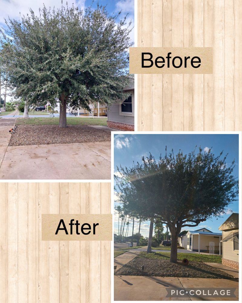 RGV TREE EXPERTS - Updated October 2025 - Alamo, Texas - Tree Services ...