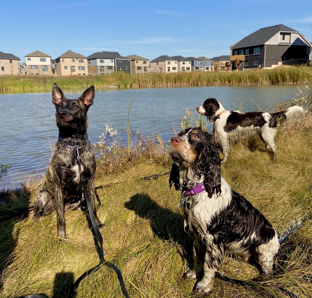 NIAGARA SPRINGER SPANIELS - Request a Quote - 52 Photos - Niagara Falls ...