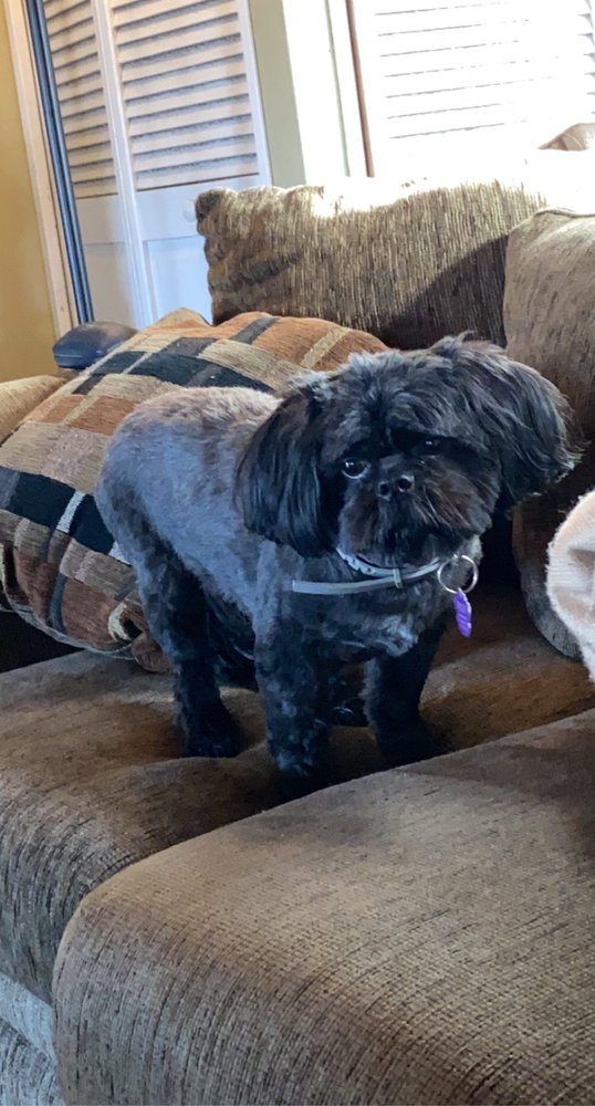 FURRY ESSENTIALS GROOMING SALON - Updated January 2025 - 15 Photos & 18 Reviews - 1073 W ...