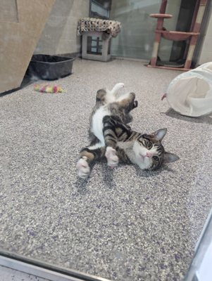 THE PETROPOLITAN - Updated January 2026 - 22 Photos - 101 - 131 9 ...