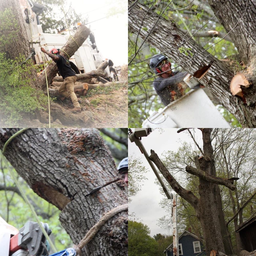 TREE WORKS UNLIMITED - Updated November 2024 - 17 Photos - 4480 S ...