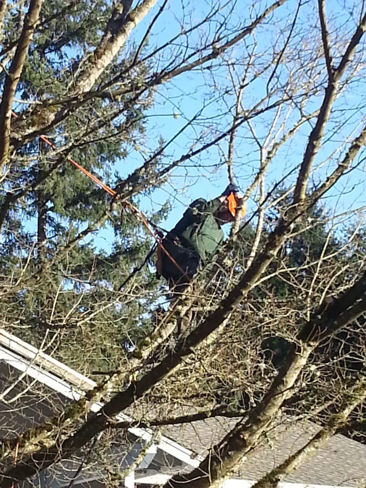 BARNETT TREE CARE - Updated June 2025 - Seattle, Washington - Tree ...