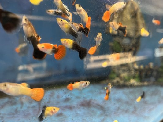 THAT FISH PLACE - THAT PET PLACE - Updated September 2025 - 149 Photos ...