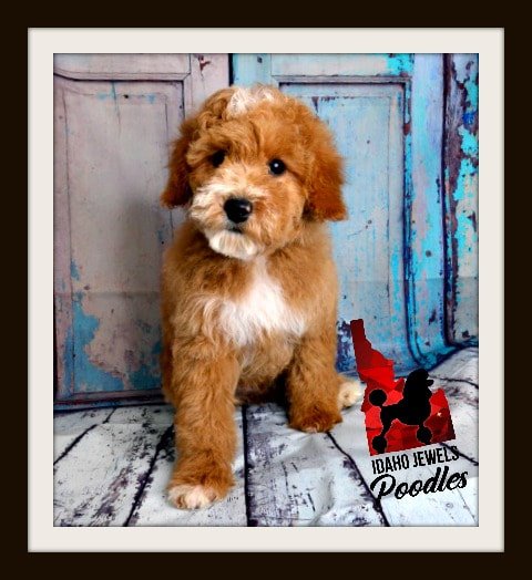 IDAHO JEWELS POODLES - Updated June 2026 - 20 Photos & 18 Reviews ...