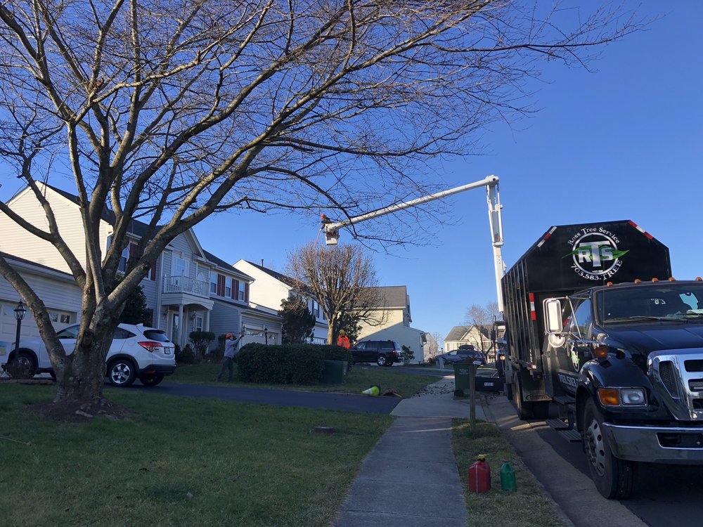 ROSS TREE SERVICE - Updated January 2025 - 12 Reviews - 11484 Robertson ...