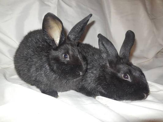 LITTLE KING RANCH - Dallas, GA - Yelp