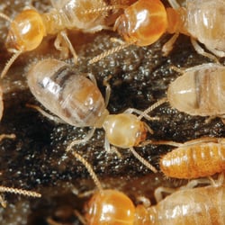 IOWA ILLINOIS TERMITE & PEST CONTROL - 16 Photos - 3909 N Marquette St ...