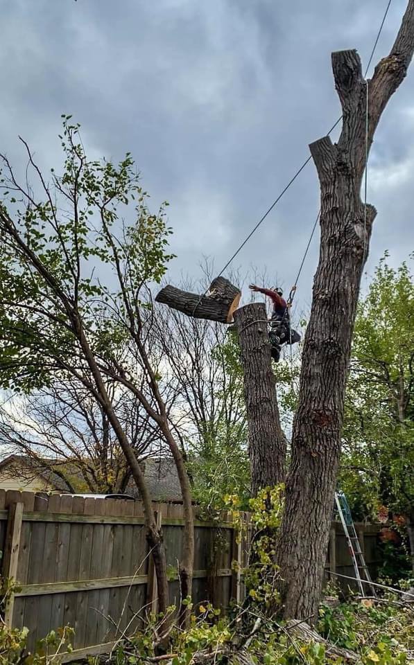 HERNANDEZ TREE EXPERTS - Updated December 2025 - 244 Photos & 142 ...