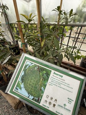 LOUIE’S NURSERY - Updated October 2025 - 299 Photos & 198 Reviews ...