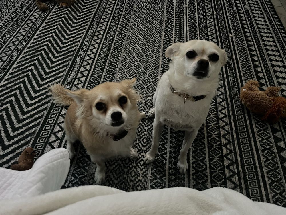 ARF-ANAGE DOG RESCUE - Updated October 2025 - 60 Photos & 28 Reviews ...