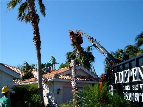 INDEPENDENT TREE SERVICE - Updated December 2025 - 20 Photos & 28 ...