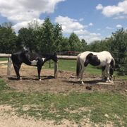 WILD ROSE EQUINE CENTER - 31 Photos & 16 Reviews - Horse Boarding ...