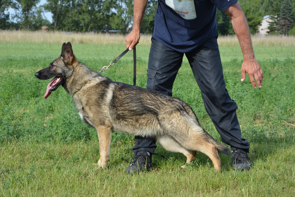 K9 DENVER - 24 Photos - 6920 Huron St, Denver, Colorado - Pet Training ...