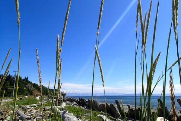 GOOSE SPIT REGIONAL PARK - Updated October 2025 - 40 Hawkins Rd, Comox ...