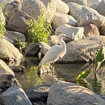 CSUN POND - Updated October 2025 - 337 Photos & 84 Reviews - 18111 ...