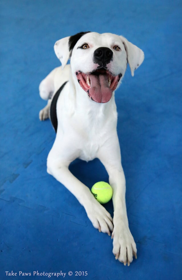 GRACE DOG TRAINING & BEHAVIOR - Updated October 2025 - 13 Photos & 15 ...