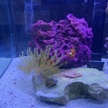 BERMUDA TRIANGLE TROPICAL FISH - Updated September 2025 - 14 Photos ...