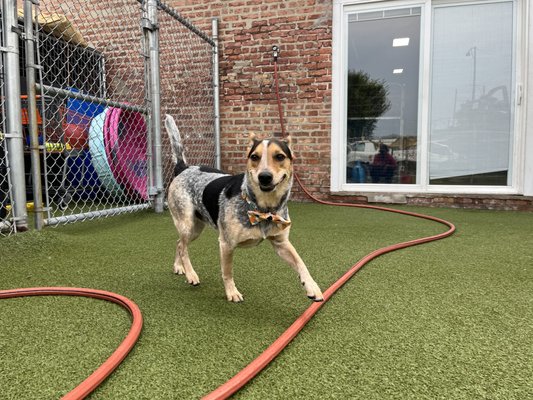 K9 UNIVERSITY CHICAGO - Updated January 2026 - 136 Photos & 195 Reviews ...