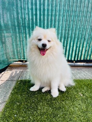 MY DESERT DOGS - Updated April 2026 - 23 Photos & 19 Reviews - 68766 ...