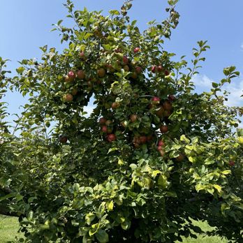 WILSON’S ORCHARD - Updated December 2025 - 128 Photos & 60 Reviews ...