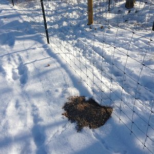 RUTH MELICHAR BIRD CENTER - ANIMALS IN DISTRESS ASSOCIATION - Updated ...