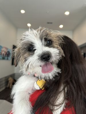 HIGH PAW - Updated May 2025 - 41 Photos & 13 Reviews - 6041 Variel Ave ...