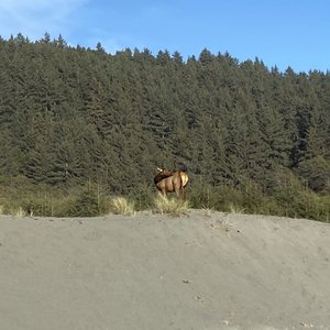 GOLD BLUFFS BEACH & CAMPGROUND - 66 Photos & 16 Reviews - Davison Rd ...