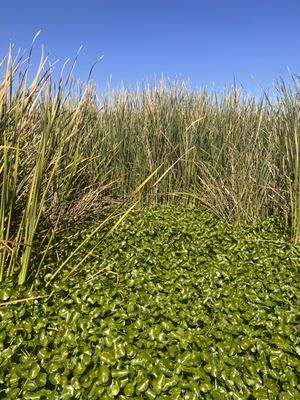 TRES RIOS WETLANDS - Updated October 2025 - 43 Photos - Phoenix ...