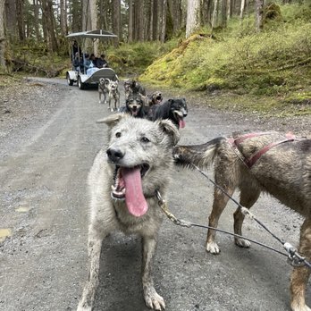 ALASKA SLED DOGS & MUSHER’S CAMP - Updated December 2025 - 159 Photos ...