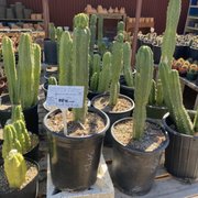 CACTUS MART - 303 Photos & 142 Reviews - 49889 29 Palms Hwy, Morongo ...