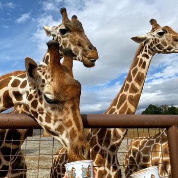 Lazy 5 Ranch - 684 Photos & 217 Reviews - Zoos - 15100 Mooresville Rd ...