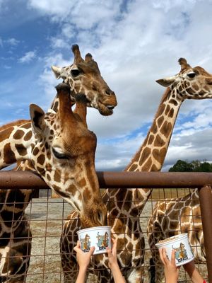 LAZY 5 RANCH - 780 Photos & 267 Reviews - 15100 Mooresville Rd ...