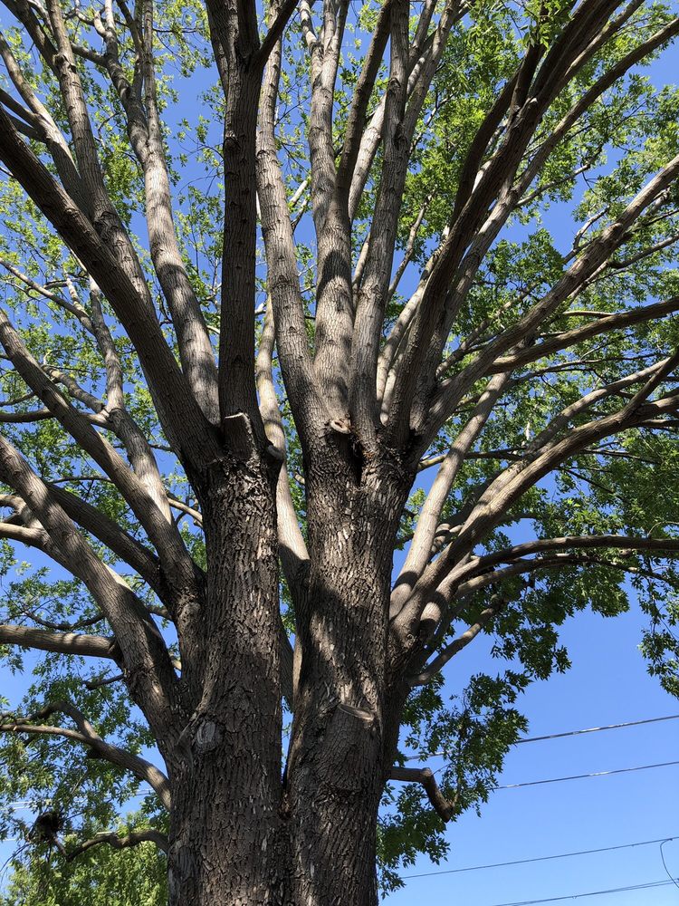 OSCAR’S EXPERT TREE SERVICE - Updated April 2025 - 70 Photos & 143 ...