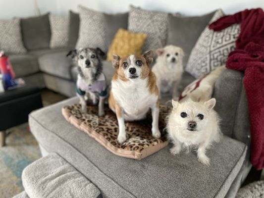 FRIENDS FOR LIFE ANIMAL RESCUE - Updated January 2026 - 43 Photos & 59 ...