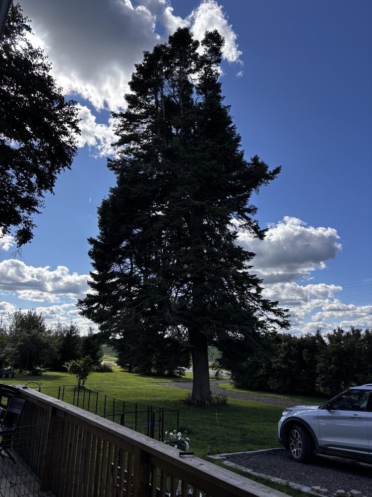 BAM TREE SERVICE - Updated January 2026 - 16 Photos - Bristol, Indiana ...